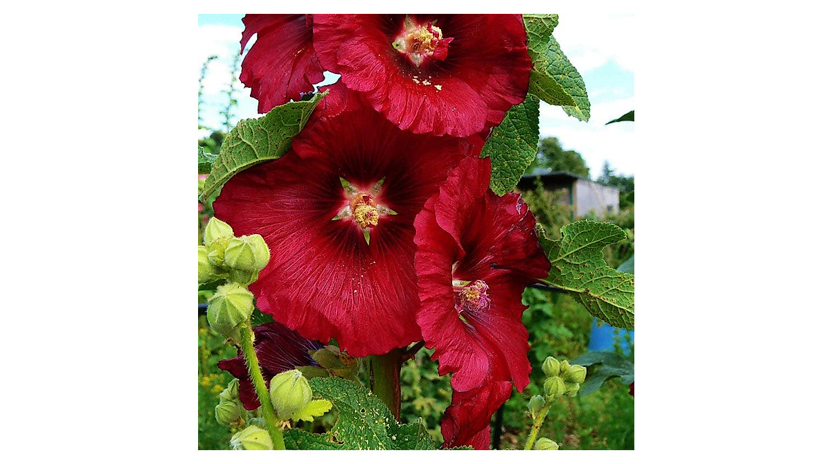 Hollyhock Seeds - Red Flowering Pollinator Plants for Gardens