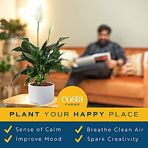 Costa Farms Peace Lily, Live Indoor Plant with Blooming Flowers Delivery, Easy to Grow Houseplant in Plant Pot, Thinking of You, Get Well Soon Gift, Room Decor, 1 Foot Tall