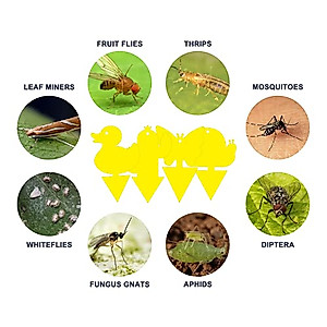 Gideal 12-Pack Dual-Sided Yellow Sticky Traps for Indoor/Outdoor Use, Gnat Trap for Flying Plant Insect Such as Fungus Gnats, Whiteflies, Aphids, Fruit Fly, Leafminers, etc - Cute Shapes