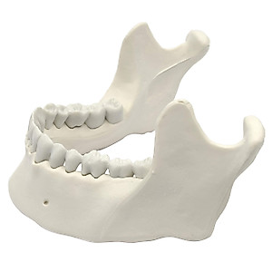 Mandible & Lower Jaw Model with 16 Teeth - Anatomically Accurate Human Bone Replica - Natural Size, Natural Color - Eisco Labs