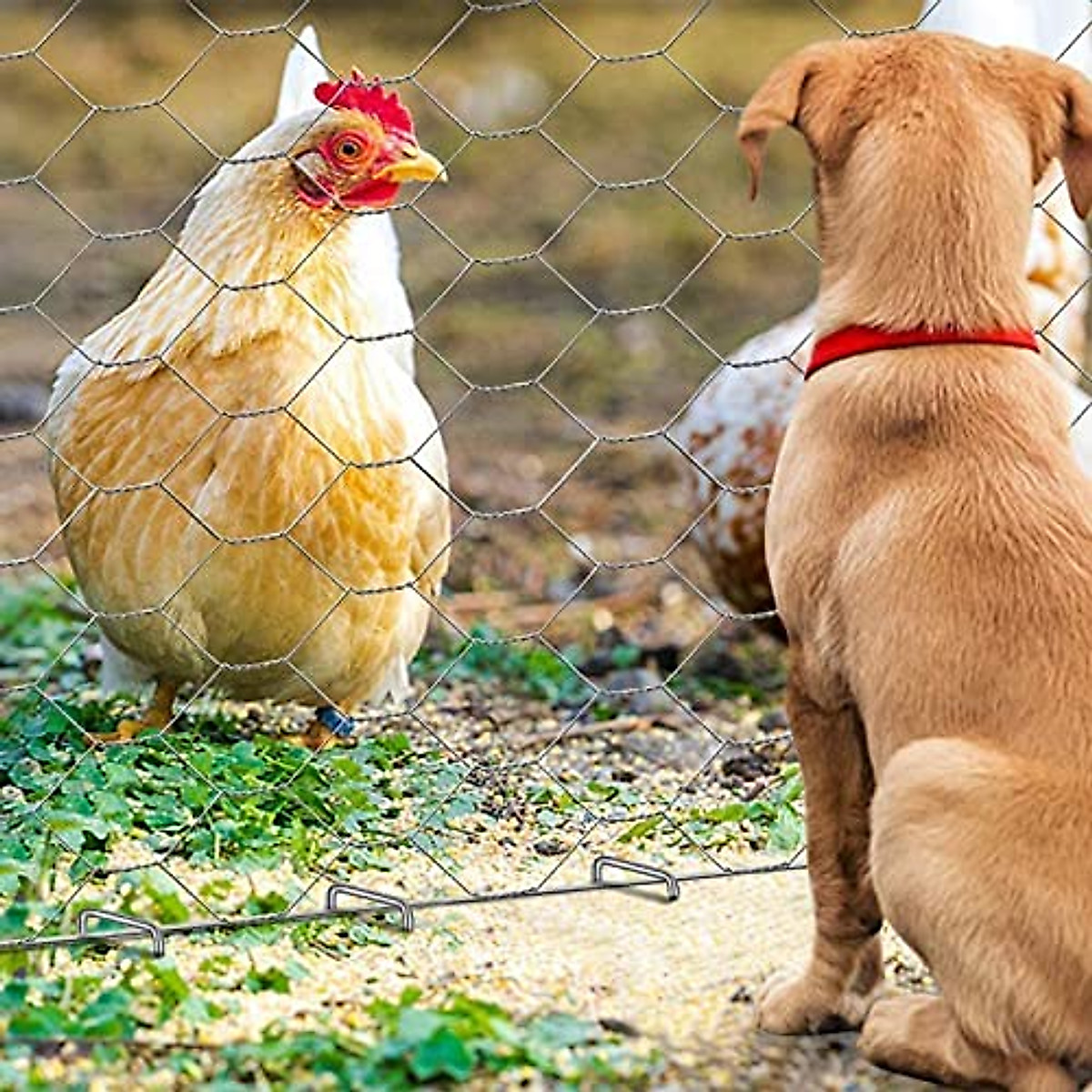 Zevlux Landscape Staples 4 Inch 50Pcs 12 Gauge Garden Stakes, Heavy Duty Galvanized Garden Staple for Fences, Lawns, Weed Barriers, and Landscape Fabrics, Netting, Irrigation Hose, Floor Mats (4inch)