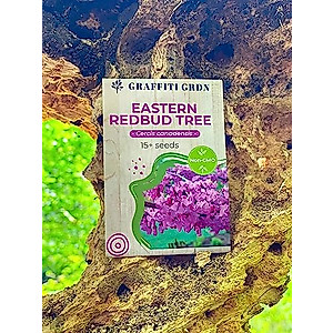 Eastern Redbud Tree Sakura Bonsai American Redbud Cercis Canadensis 15 Seeds Garden Seeds for Planting