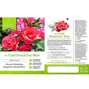 1 Gallon, Knock Out Rose Coral, with Gentle Green Foliage and Bold Coral Pink Blooms
