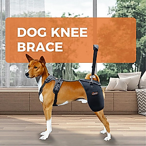 LISPOO Dog Hip Support Brace for Hip dysplasia,Hip Pain, Dog Hip Brace Support for Luxating Pattela,Hip Brace for Dogs Warm Hip Joint and Relieve Pain,Dog Hip Dysplasia Brace(L)