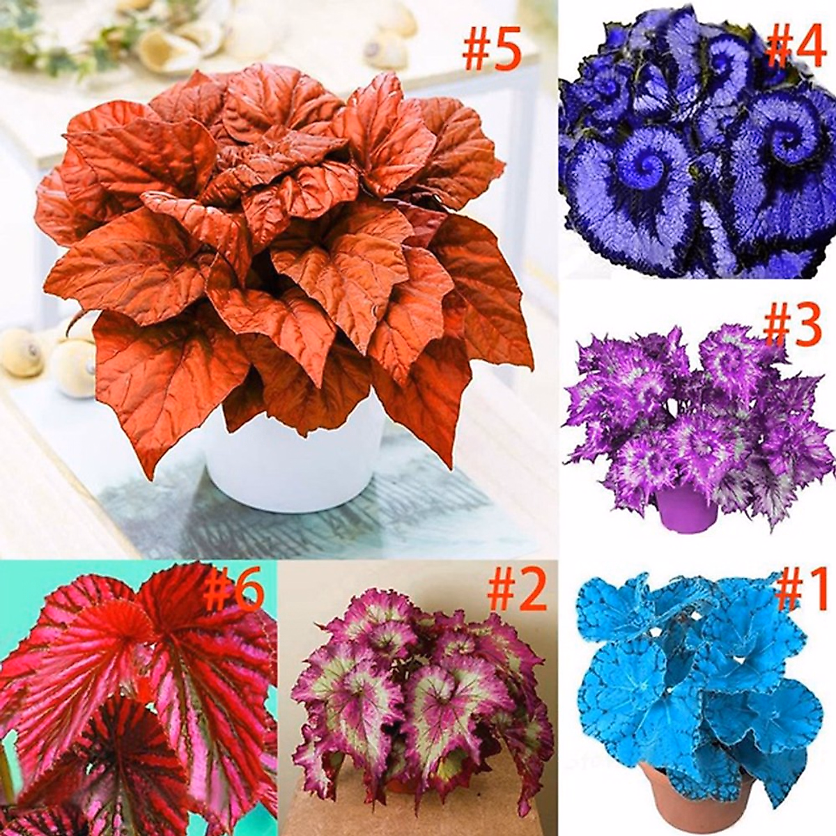 50Pcs Begonia Seeds, Coleus Begonia Flower Seeds Bonsai Plants Balcony Home Garden Decor (Blue)(Double Color)(Purple)(Sapphire Blue)