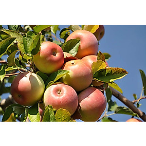 Fuji Apple Tree - Grow Fresh Fruit - Live Plant Shipped 3 Feet Tall by DAS Farms