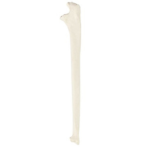 Axis Scientific Ulna Bone Model | Right | Cast from a Real Human Ulna Bone l Forearm Bone Model Has Realistic Texture and Important Bony Landmarks | Includes Product Manual