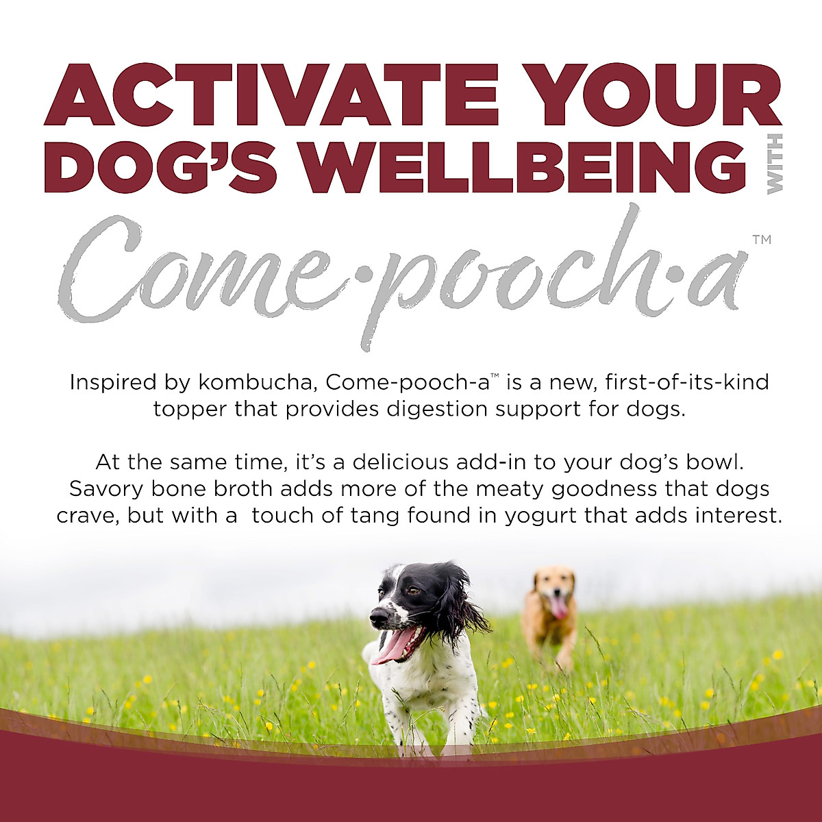 NutriSource Come-Pooch-A Beef Bone Broth for Dog Kibble 12 Ounce (Pack of 2)