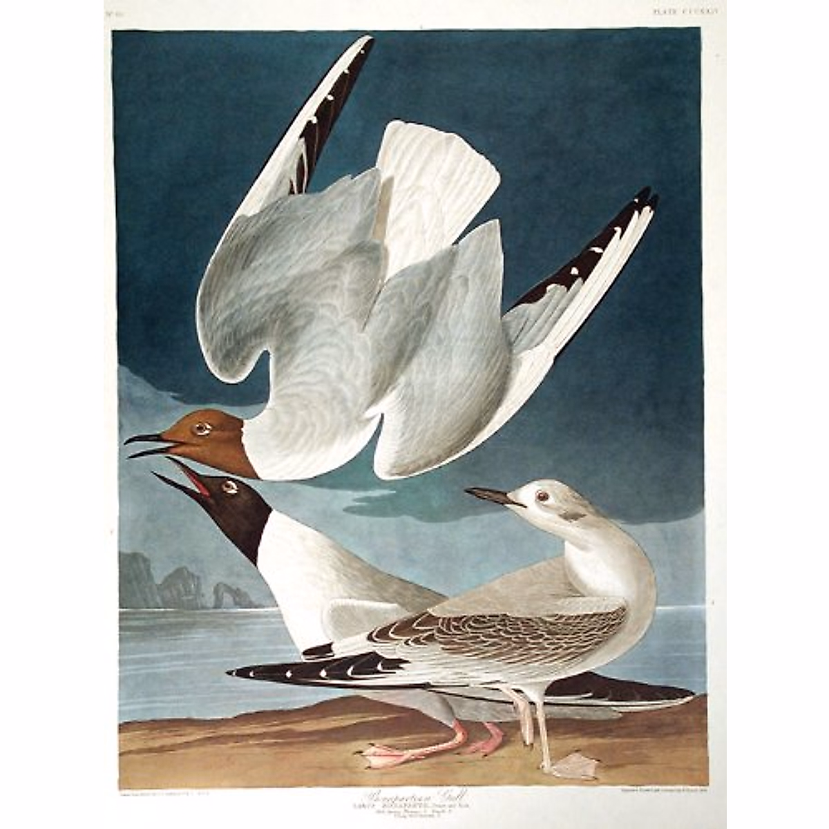 Bonapartian Gull. From"The Birds of America" (Amsterdam Edition)