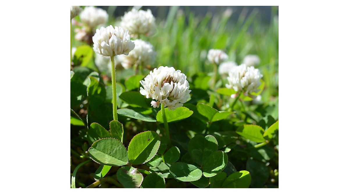 White Dutch Clover 10 Pounds for Erosion Control & Soil Health