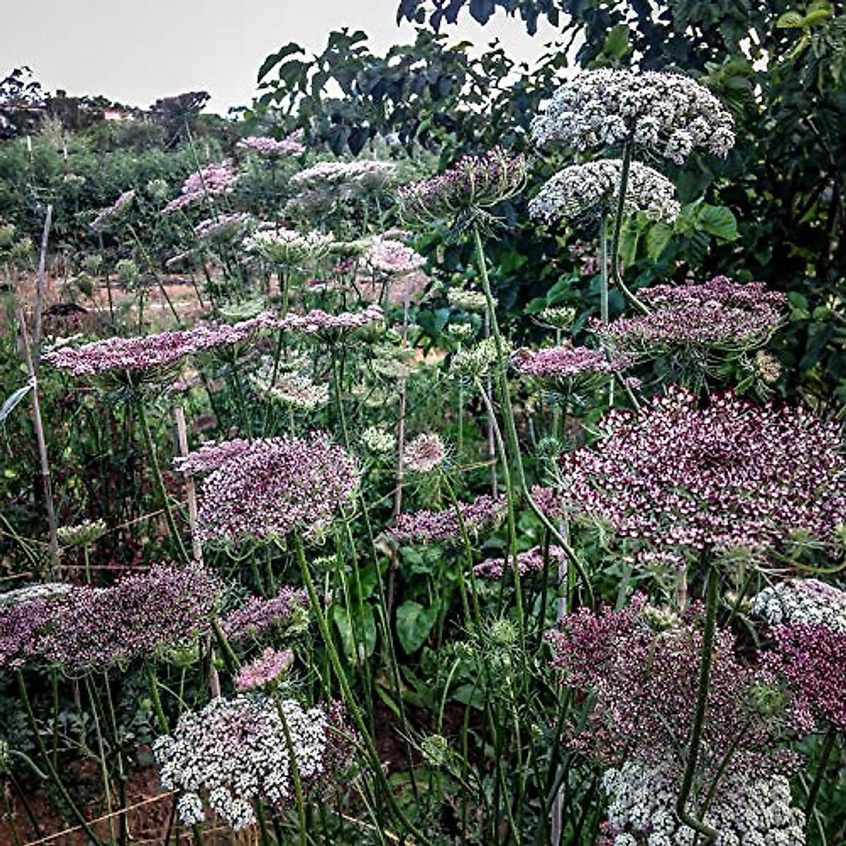 Dara Queen Anne's Lace Seeds - Pack of 200, Certified Organic, Non-GMO, Open Pollinated, Untreated Flower Seeds for Planting – from USA