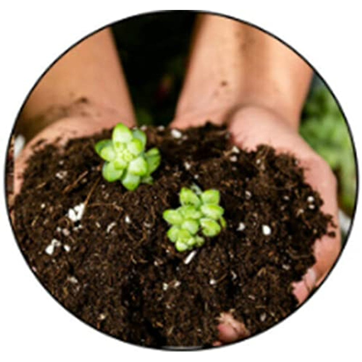 FoxFarm Happy Frog® Soil Conditioner, 1.5 cu ft