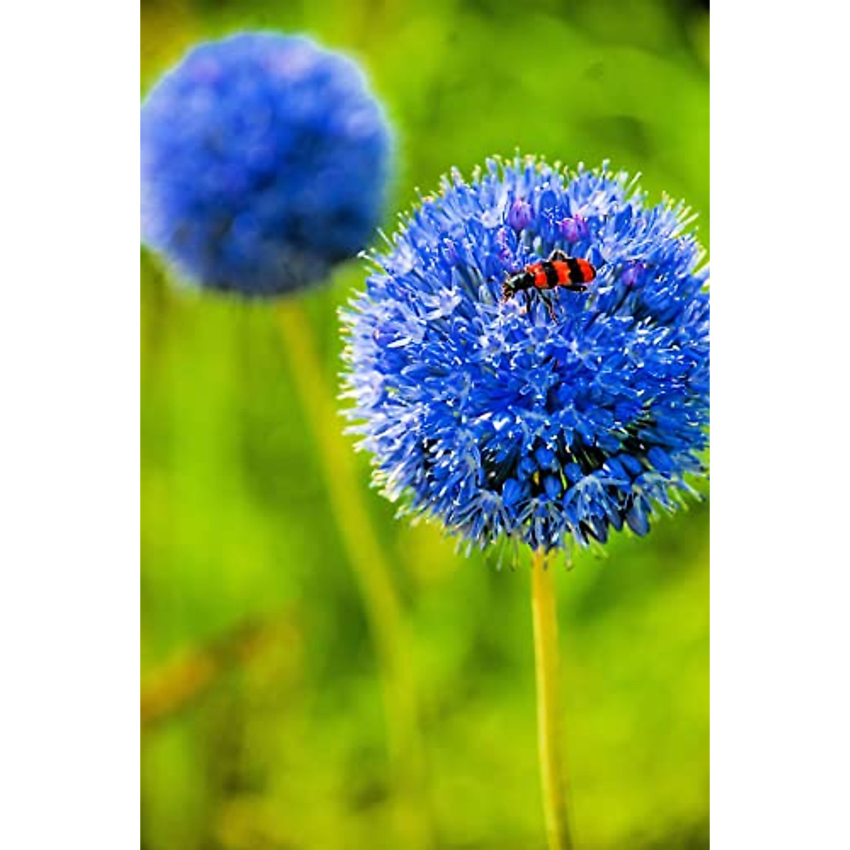 Blue Allium Bulbs for Planting - Allium "Azureum" Caeruleum (10 Bulbs)