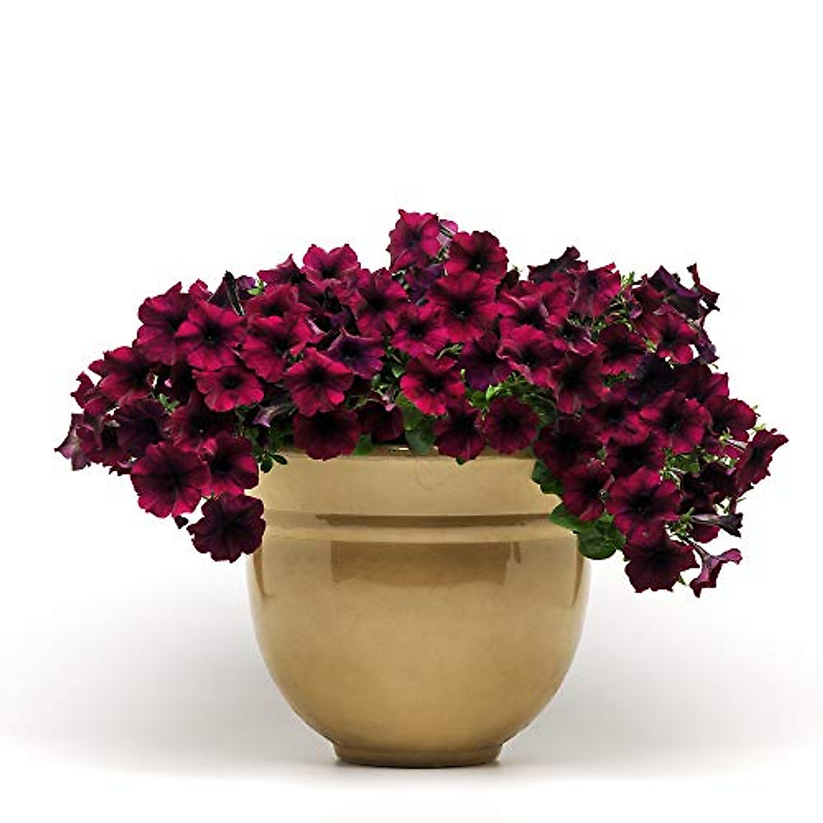 Outsidepride Burgundy Velour Easy Wave Petunia Spreading Garden Flowers for Hanging Baskets, Pots, Containers, Beds - 15 Seeds
