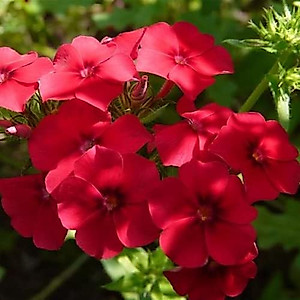 CHUXAY GARDEN Red Phlox Drummondii,Annual Phlox,Drummond's Phlox 800 Seeds Fragrant Flowering Plant Heat-Tolerant Grows in Garden and pots Low-Maintenance