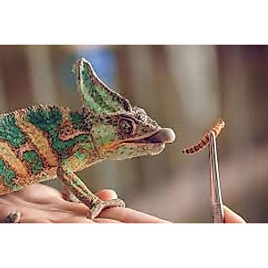 The Mad Jungle TM 300 Gut-Loaded Live Large 2 Inch Superworms Free Priority Mail Live Arrival, 25 Count (Pack of 12)