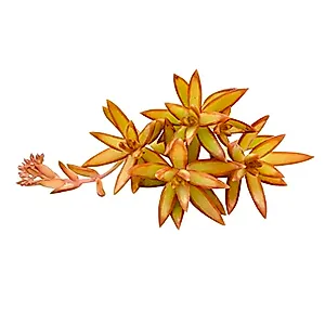 Live Succulent Cuttings (3 Sedum Adolphi 'Firestorm'), Succulents Plants Live, Succulent Plant NO Roots, House Plants Live Office Decoration, DIY Projects, Party Favor Gift by The Succulent Cult