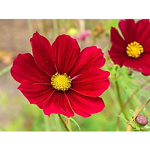 "Dwarf Red" Cosmos Flower Seeds for Planting, 100+ Heirloom Seeds Per Packet, (Isla's Garden Seeds), Non GMO Seeds, Scientific Name: Cosmos Bipinnatus, Great Home Flower Garden Gift