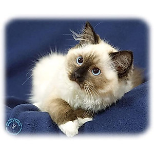 CafePress Ragdoll Cat 9W082D 011 Mug Ceramic Coffee Mug, Tea Cup 11 oz