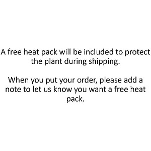 Venus Fly Trap, Grow Your Own Venus Flytrap in a 100% Self Sustaining Glass Terrarium, Maintenance Free, Easy to Grow, Healthy Growth Guarantee