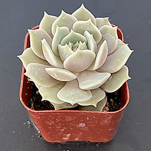 2in Echeveria Lola, 1 Pack Live Mini Succulent Plant Fully Rooted in Pots with Soil Mix, Real House Plant for Indoor Outdoor Home Office Wedding Decoration DIY Projects Party Favor Gift
