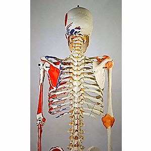 Wellden Product Anatomical Human Muscular Skeleton Model, w/Ligament, Numbered, Life Size 170cm