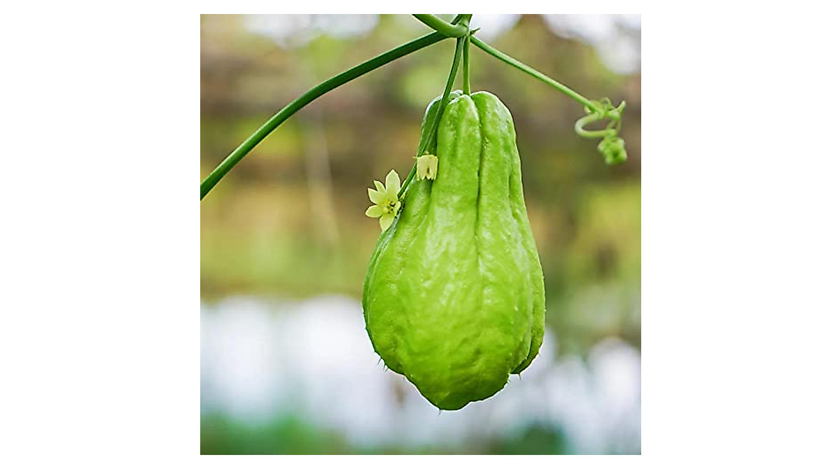 Grow Healthy with QAUZUY GARDEN Chayote Seeds - Easy & Drought-Tolerant