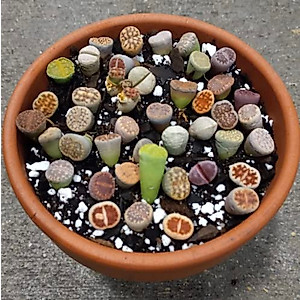 Totmons Lithops Seeds Mix (Rare Bonsai Desert Cactus Aizoaceae Mesembs Mimicry Succulent Stone Plants)