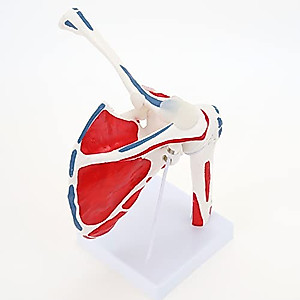 HINGONS Shoulder Joint Model with Muscle, Life Size Human Anatomical Shoulder Ligament Model for Patient Science Education and Anatomy Research (Includes a Base)