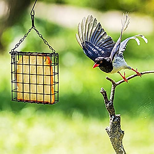 Shitailu 2Pcs Suet Bird Feeders, Outdoor Garden Cages, Suet Feeder for Outside Hanging, Wild Bird Feeder, Single Suet Cake Bird Feeders, One Suet Capacity
