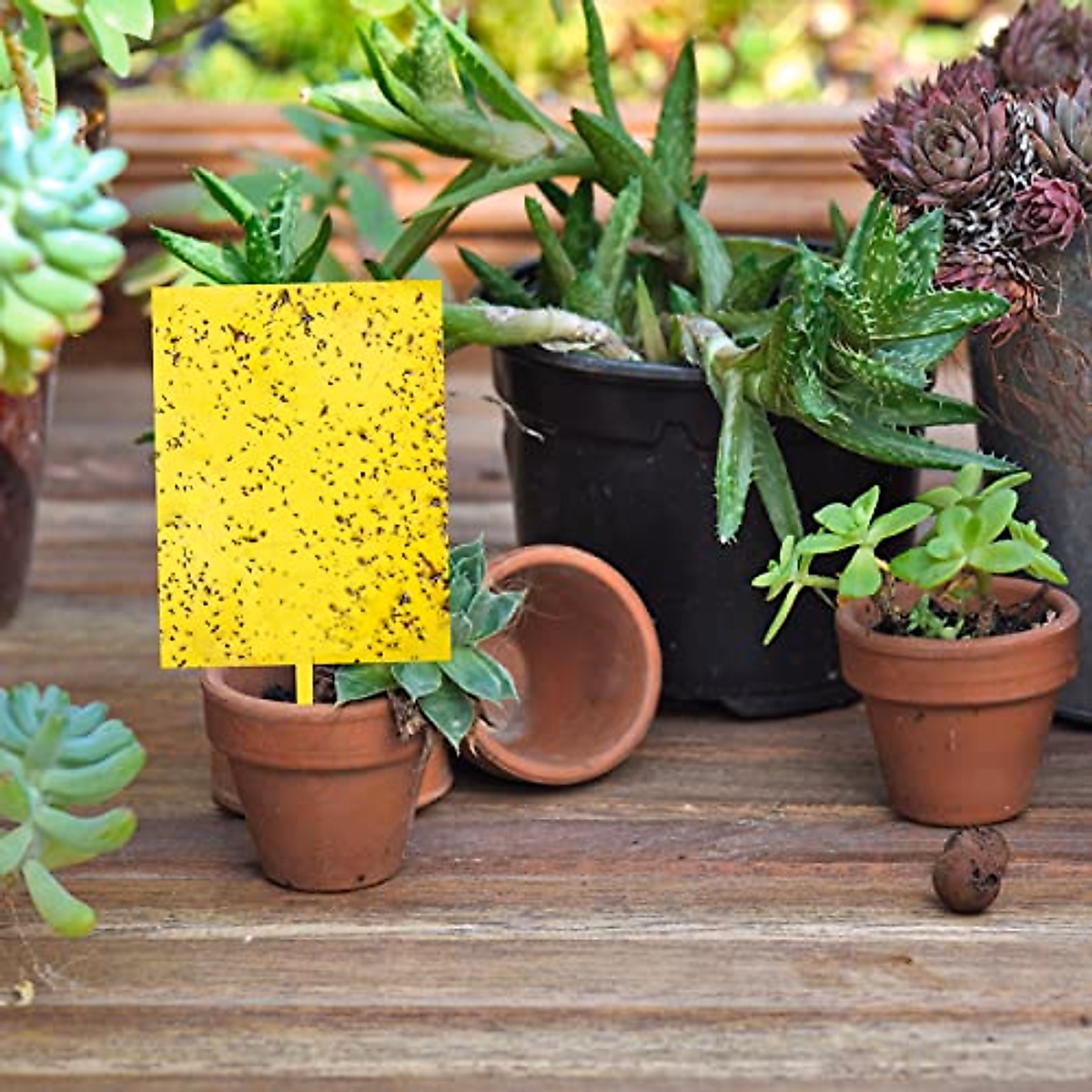 Garutom 20-Pack Dual-Sided Yellow Sticky Traps for Flying Plant Insect Such as Fungus Gnats, Whiteflies, Aphids, Leafminers, etc (6x8 Inches, Included 20pcs Twist Ties)