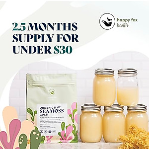 HAPPY FOX Sea Moss Raw Organic for Organic Seamoss Gel Makes 75oz of Dr Sebi Sea Moss Gel - Certified Non-GMO, Wildcrafted Organic Raw Sea Moss - 75 Days Supply of Seamoss Gel - 100 Gram Bag