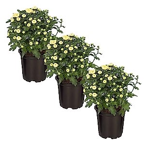 Live Flowering Hardy Chrysanthemum - White (3 Plants Per Pack), Colorful Fall Mums, 10" Tall by 6" Wide in 1 Qt Pot