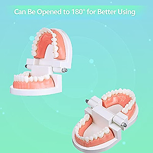 2 Pcs Standard Teeth Model Denture Model Teeth Teaching Model Adult Standard Demonstration Teeth Model with Toothbrush for Kids Teaching Supplies