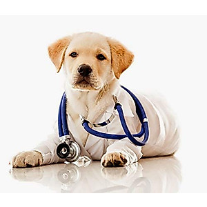 I LOVE MY PETS LLC Dog Skin and Coat Supplements - Dog Total PET Health - Premium Formula - Best Complex - Dog vitamine - 1 Bottle (60 Treats)