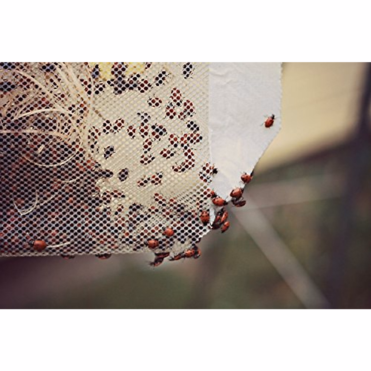 Praying Mantis Egg Case with Hatching Habitat Cup - 2 Praying Mantids Egg Cases & 1,500 Live Ladybugs