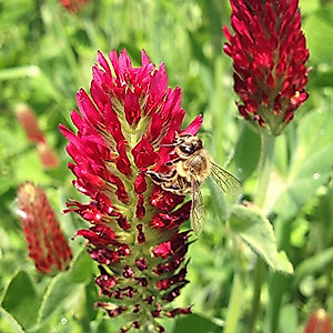 Crimson Clover Seeds for Planting, 1500+ Flower Seeds Per Packet, (Isla's Garden Seeds), Non GMO & Heirloom Seeds, Scientific Name: Trifolium incarnatum, 90% Germination Rates, Great Home Garden Gift