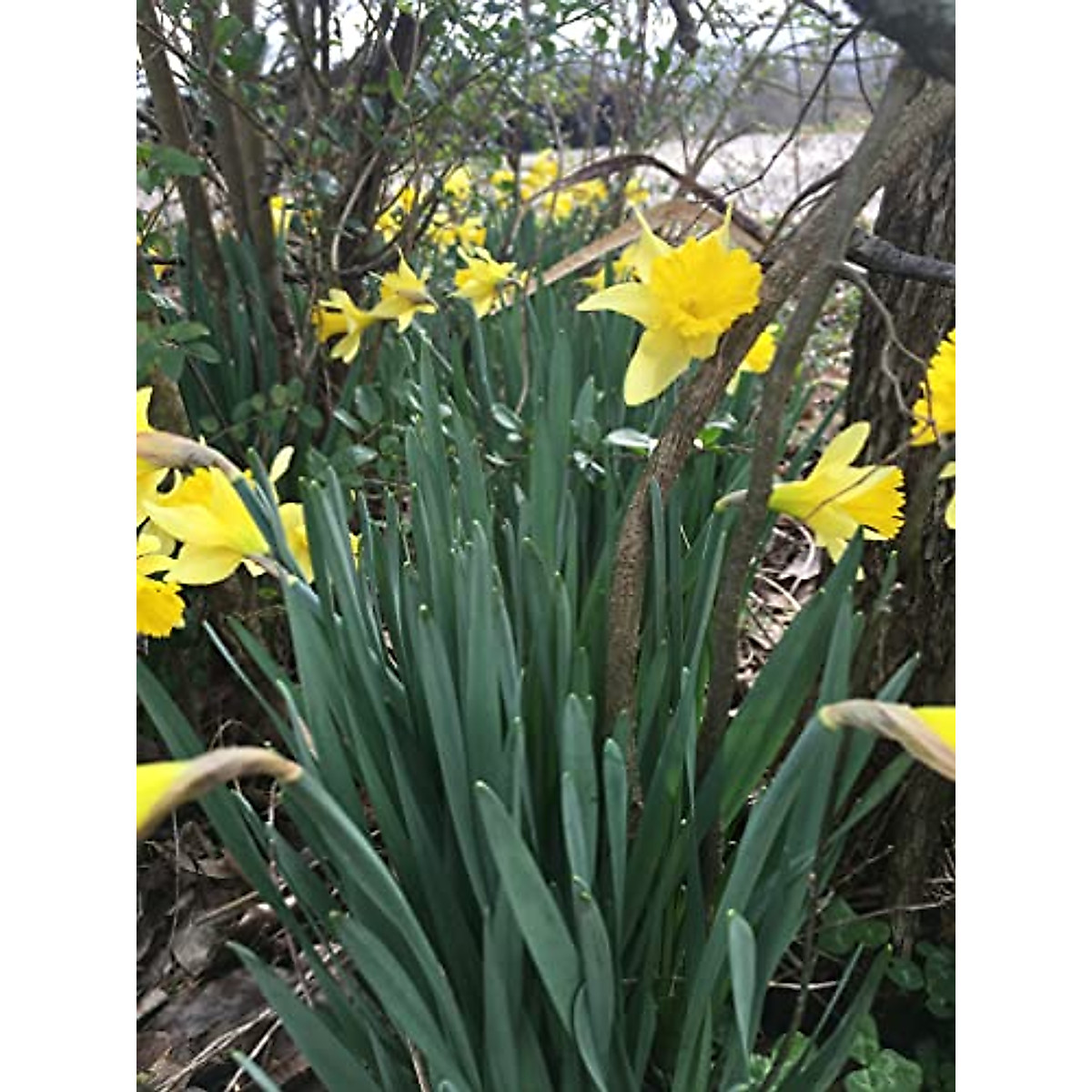 Dutch Master Daffodil 50 Bulbs -Deer & Rodent Resistant - 14/16 cm Bulbs