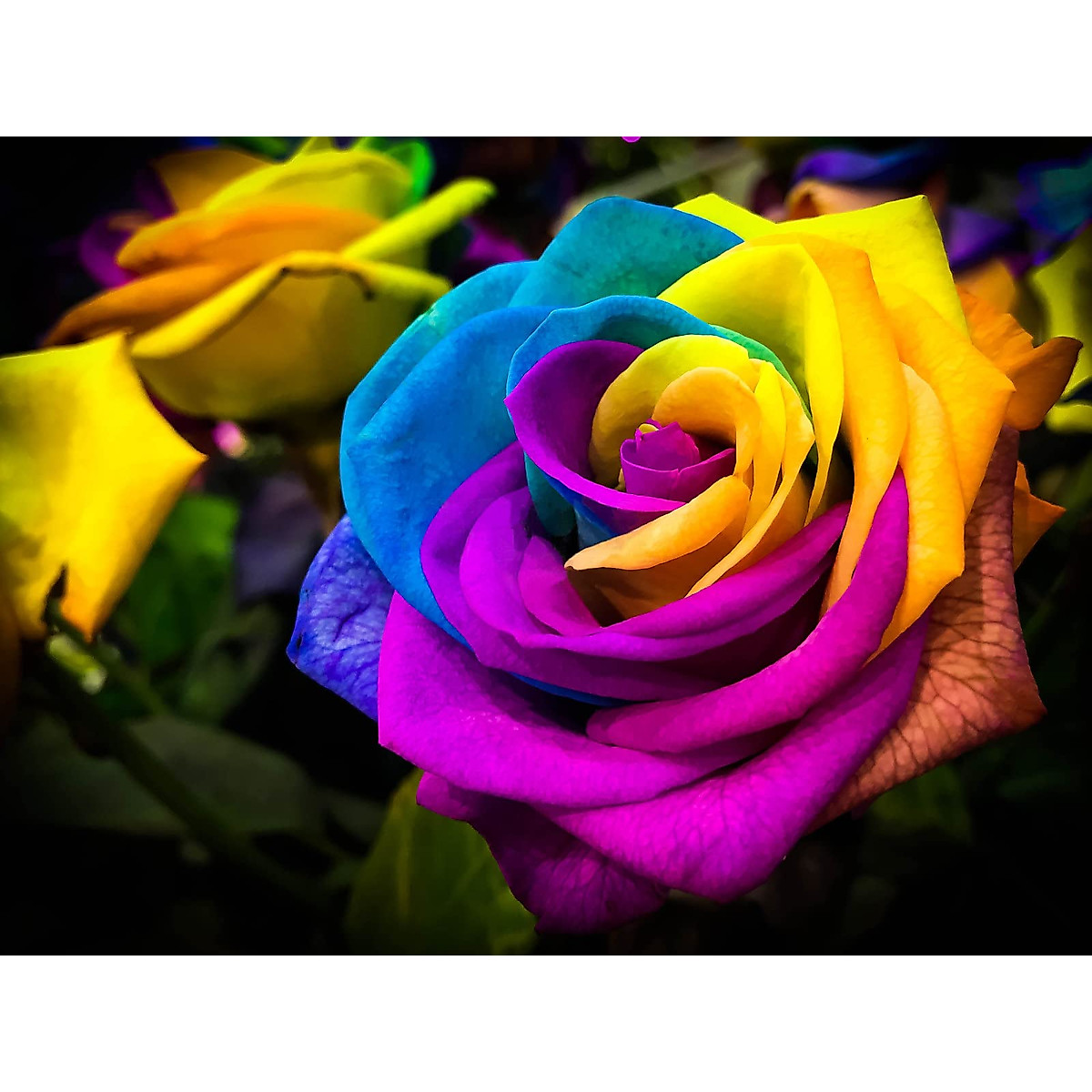 300+ Rare Multi Colorful Rainbow Rose Seeds for Planting Beautiful Rose Potted Plant for Home Garden