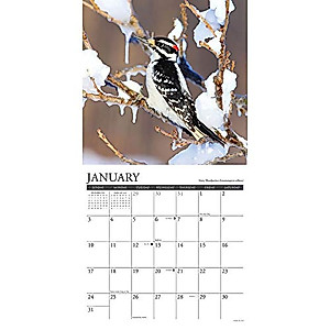 Garden Birds 2021 Wall Calendar