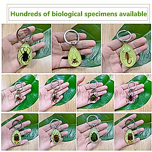 QTMY 6 Pack Insect in Resin Specimen Collection Paperweights Keychain,Christmas for Men Women Biology Science Teacher Education,Mystery Box (3)