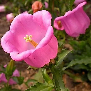 CHUXAY GARDEN Campanula Medium 'Champion Pink',Canterbury Bells Seed 200 Seeds Annual Flowering Plants Excellent Addition to Garden Easy Grow