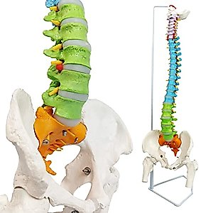 Merinden Spine Model,34.3" Flexible Life Size Spinal Cord Model with Stand, Chiropractic with Pelvis, Spinal Cord, Nerves and Vertebrae, Anatomical Spine Model ​for Science Study or Patient Education