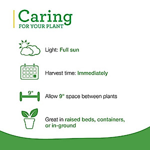 Bonnie Plants Pet Grass Live Edible Plant - 4 Pack, Pet Friendly, Great For Dogs & Cats, Perfect For Indoors