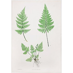 Lastrea dilatata dumetorum [Broad Prickly-toothed Buckler Fern]