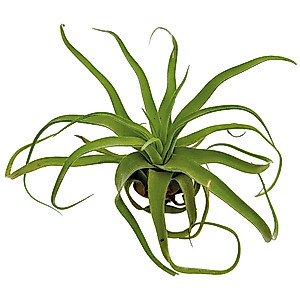 ragnaroc Live Air Plants - Tillandsia Streptophylla Jumbo – 1 count 5-9 inches – Ideal for gifts & presents, live indoor plants & live house-plants – live plants for home décor, 30 Day Guarantee