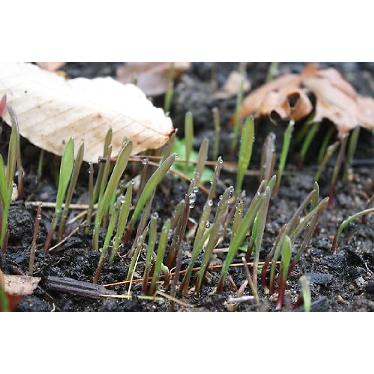 Winter Rye Grass Seed Grass Seed Fall Mix Ryegrass Seeds for Lawn No Till Food Plot Seed,Fall Cover Crop Seed Mix 5 lbs by Old Cobblers Farm