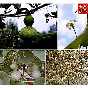 WellieSTR 50-Pack Tiny Natural Dry Gourd Bottle Gourd,4-6.5cm Gourds Mini Cute