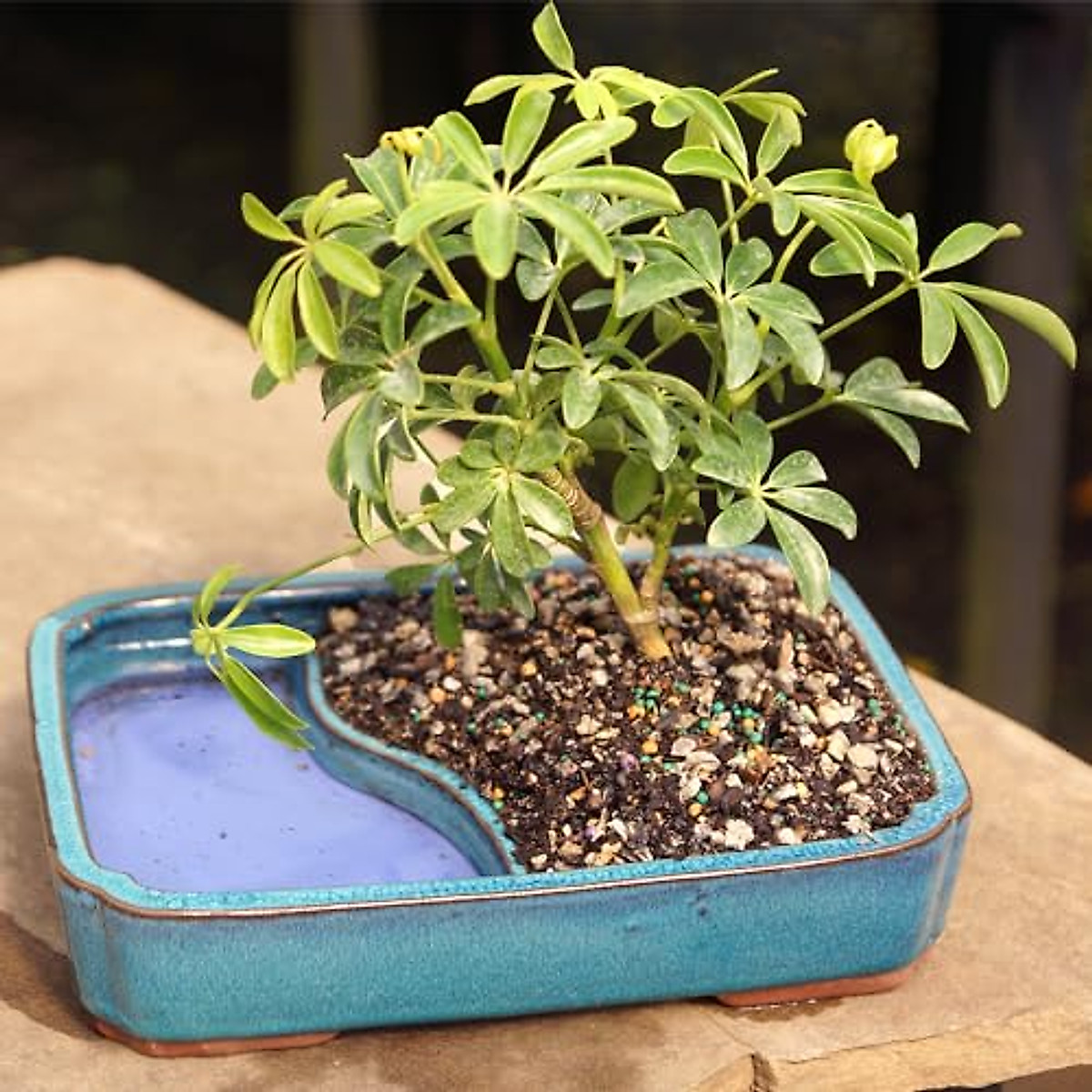 Brussel's Live Hawaiian Umbrella Indoor Bonsai Tree in Water Pot - 5 Years Old; 8" to 12" Tall