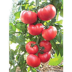 Tomato Plant, 3 Beefsteak Tomato Live Plants 6 to 10 Inches, Easy to Plant Planting Ornaments Garden Perennials Simple to Grow Pots Gift